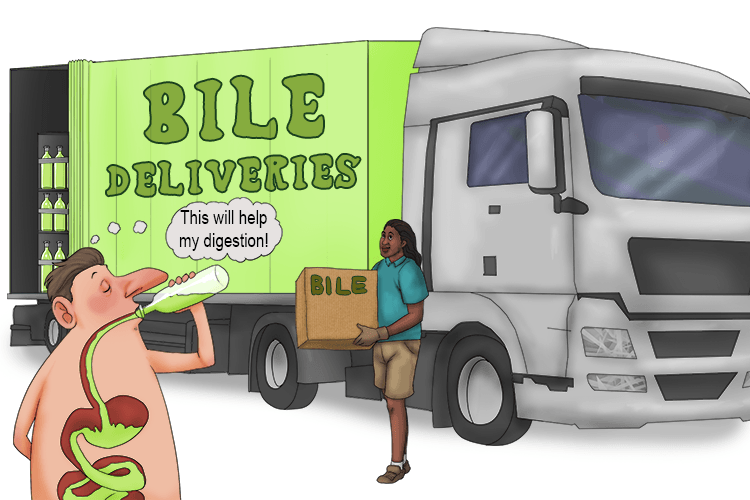 bile (fluid) - Mammoth Memory definition - remember