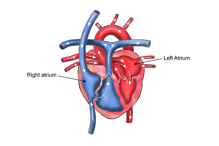 atrium (heart) - Mammoth Memory definition - remember