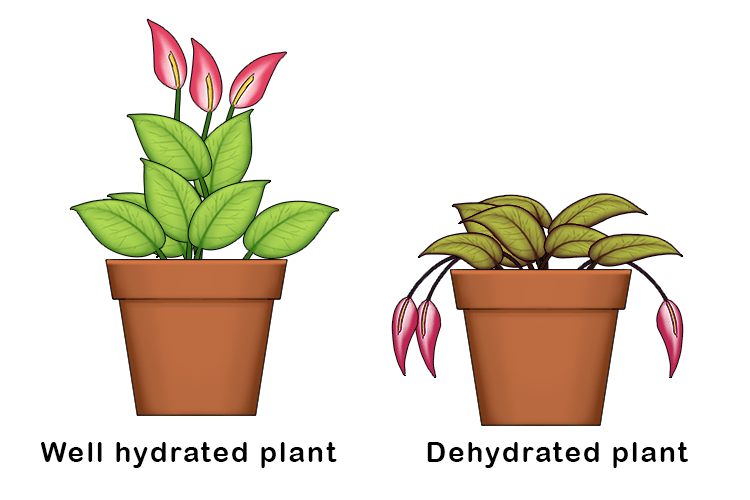 cell wall - Mammoth Memory definition -remember meaning