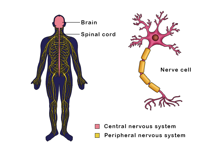 nerves - Mammoth Memory definition - remember meaning