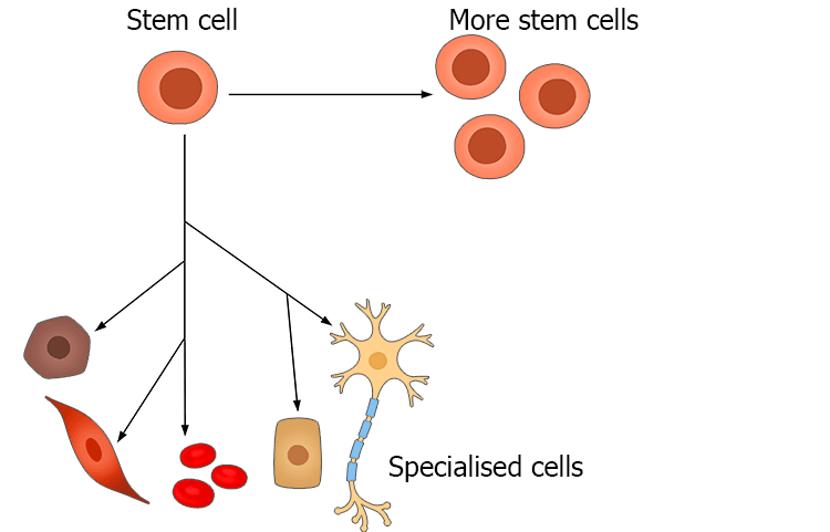 stem cell - Mammoth Memory definition -remember meaning