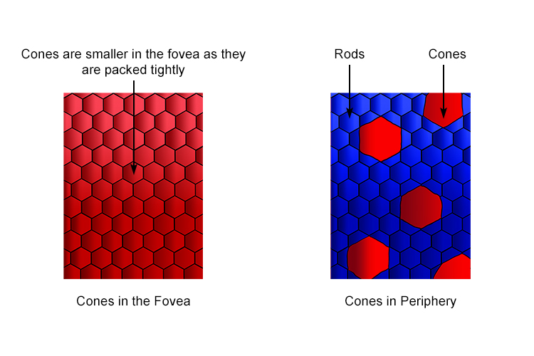 fovea - Mammoth Memory definition - remember meaning