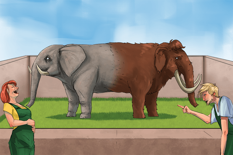 compound - Mammoth Memory definition - remember meaning