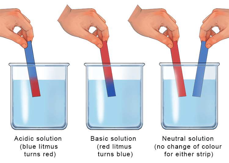 litmus paper Mammoth Memory definition remember meaning