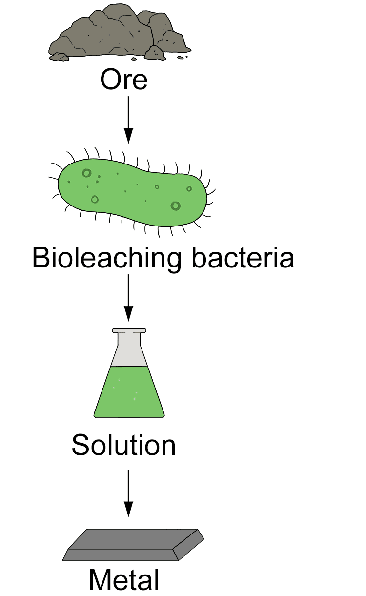 bioleaching - Mammoth Memory definition - remember