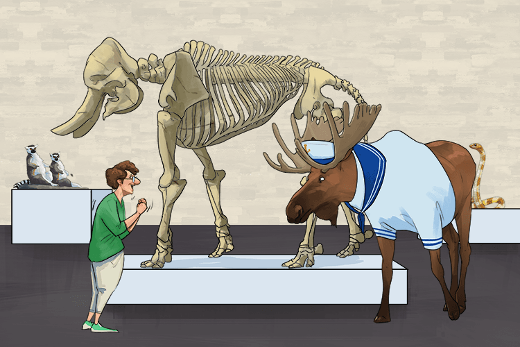 French Word Le Musée Mammoth Memory