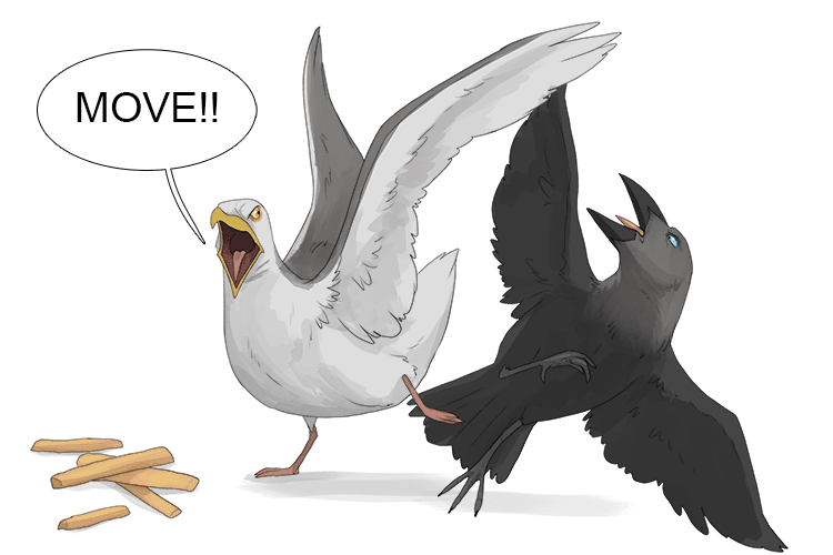 French Word – la mouette – Mammoth Memory