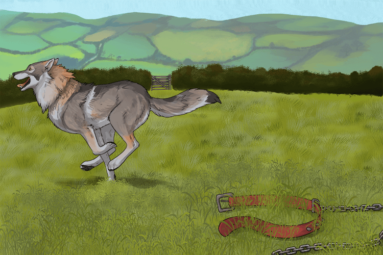 French Word Le Loup Mammoth Memory