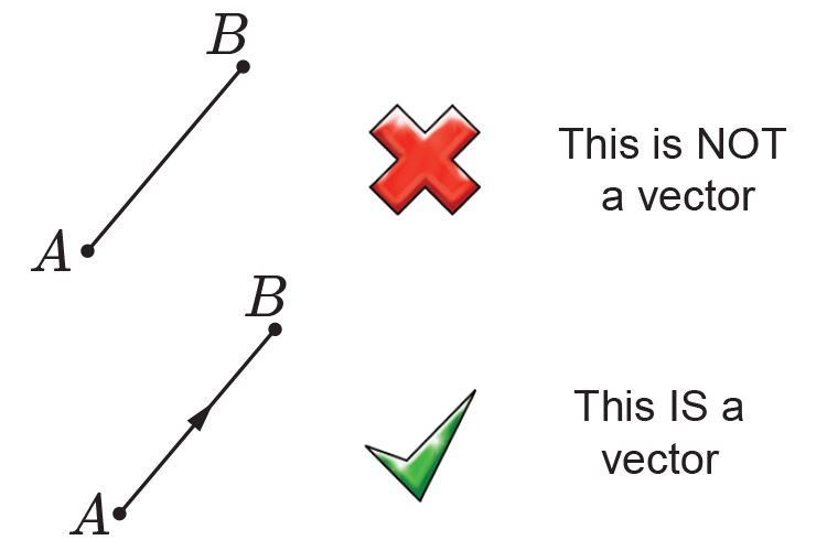 Only lines with an arrow are vectors signifying direction