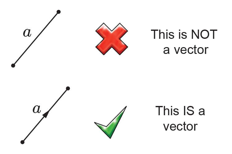 Only lines with an arrow are vectors signifying direction