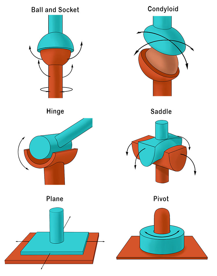 Summary of All the Synovial Joints - Mammoth Memory definition ...