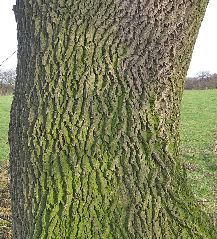 ash tree - Mammoth Memory - remember meaning