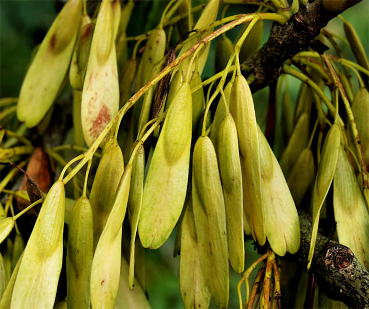 ash tree - Mammoth Memory - remember meaning