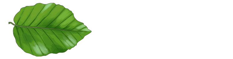 beech tree - Mammoth Memory - remember meaning