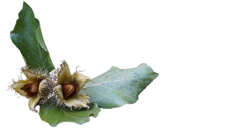 beech tree - Mammoth Memory - remember meaning