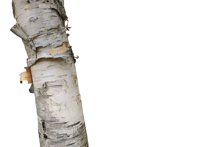 birch tree - Mammoth Memory - remember meaning