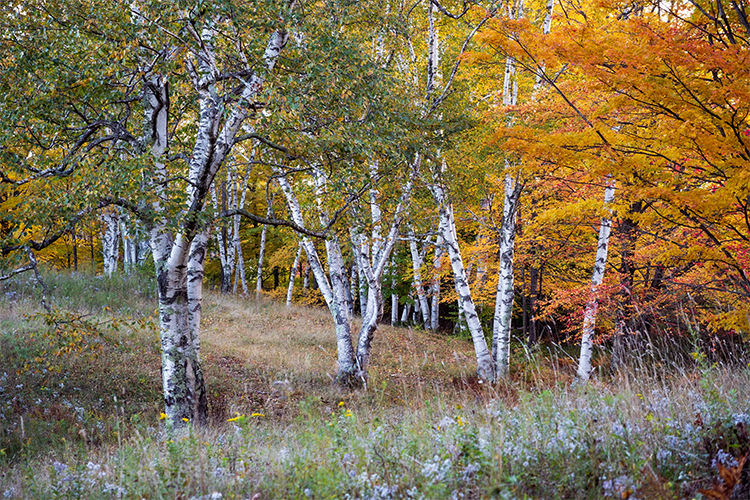 birch tree - Mammoth Memory - remember meaning