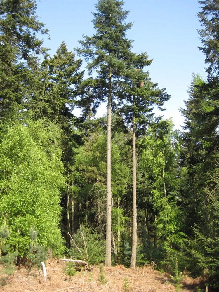 douglas fir tree - Mammoth Memory - remember meaning