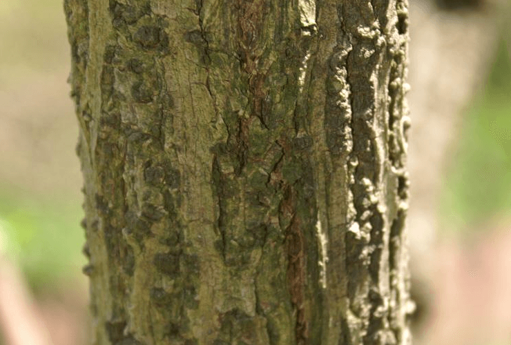 Elder Tree - Mammoth Memory - remember meaning