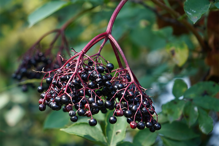 Elder Tree - Mammoth Memory - remember meaning