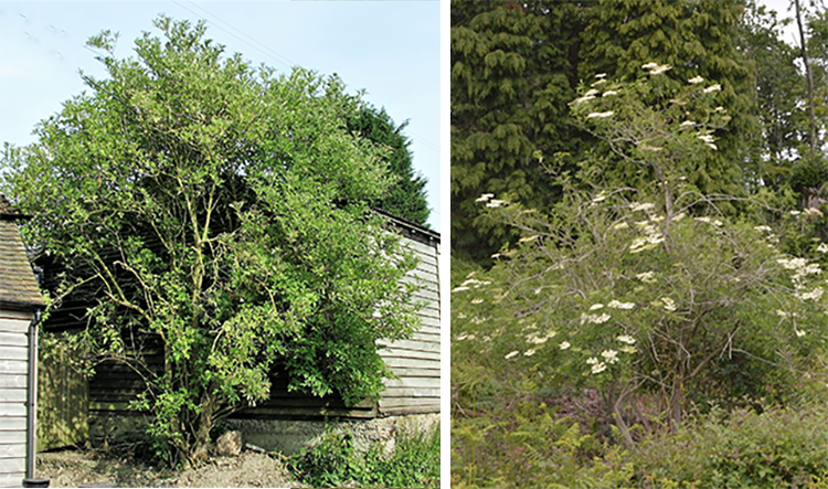 Elder Tree - Mammoth Memory - remember meaning