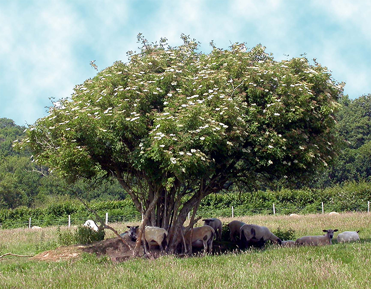 Elder Tree - Mammoth Memory - remember meaning