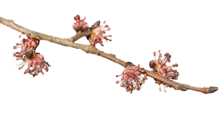 Elm tree - Mammoth Memory - remember meaning