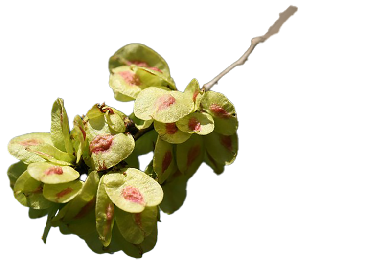 Elm tree - Mammoth Memory - remember meaning