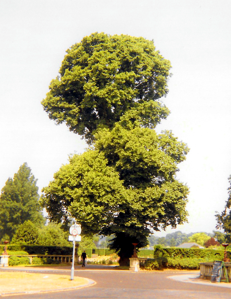 Elm tree - Mammoth Memory - remember meaning