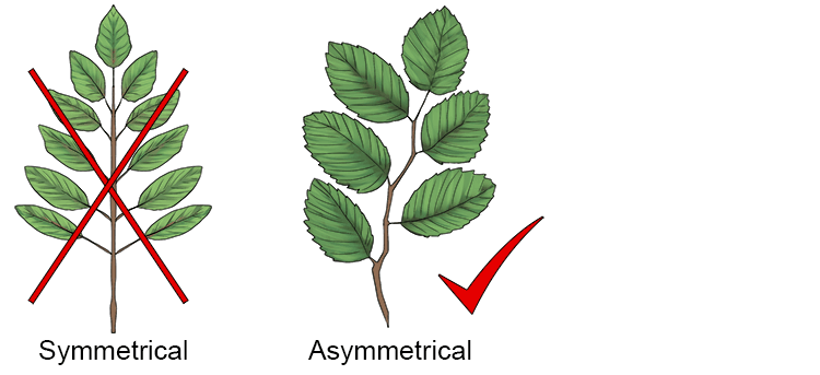Elm tree - Mammoth Memory - remember meaning