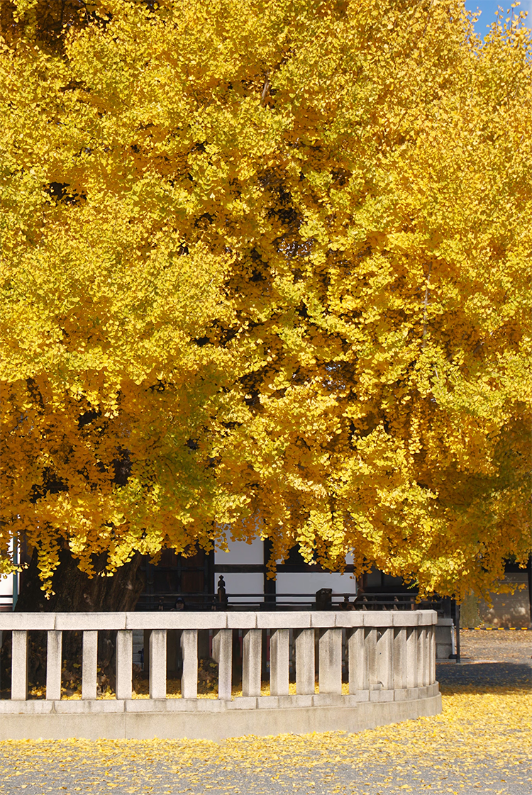 ginkgo (biloba) tree - Mammoth Memory - remember meaning