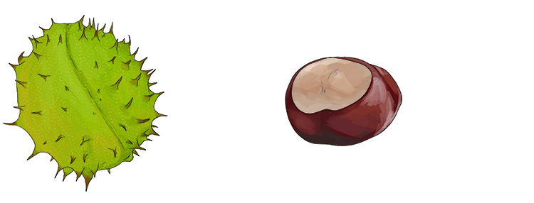 horse chestnut tree - Mammoth Memory - remember meaning