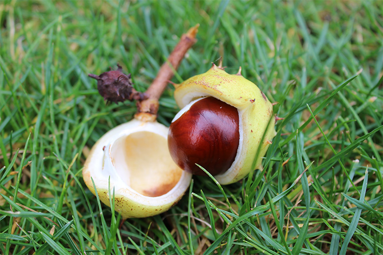 horse chestnut tree - Mammoth Memory - remember meaning