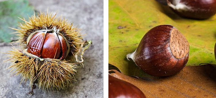 sweet chestnut tree - Mammoth Memory - remember meaning