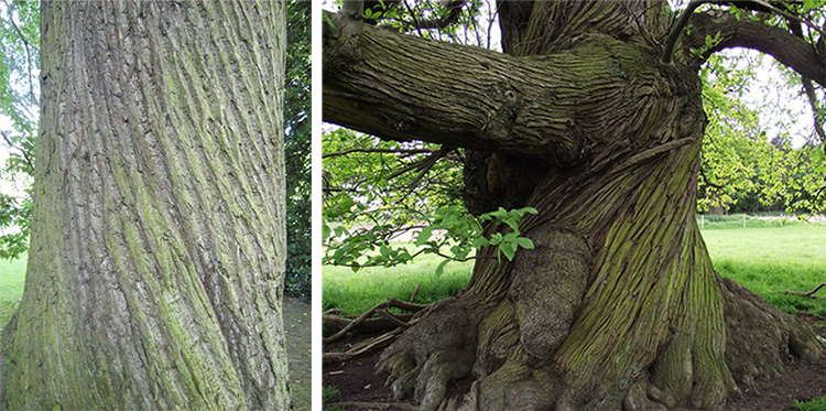 sweet chestnut tree - Mammoth Memory - remember meaning