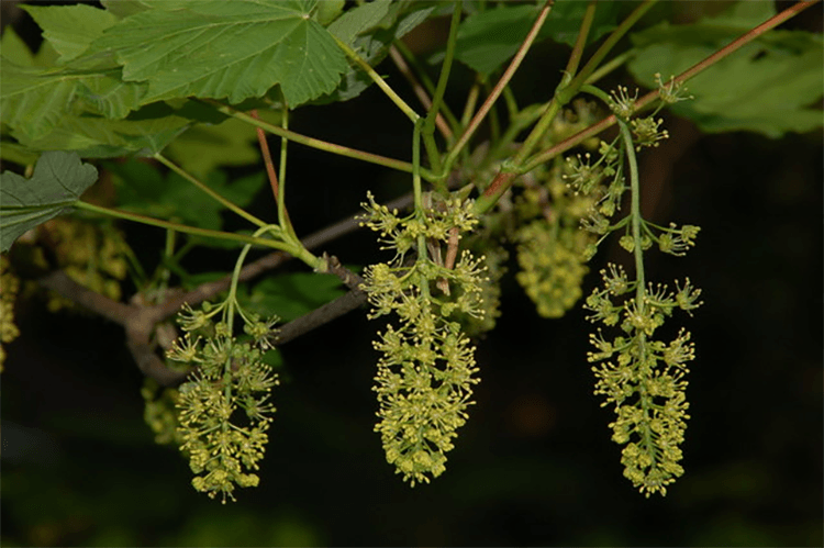 Sycamore Tree - Mammoth Memory - remember meaning