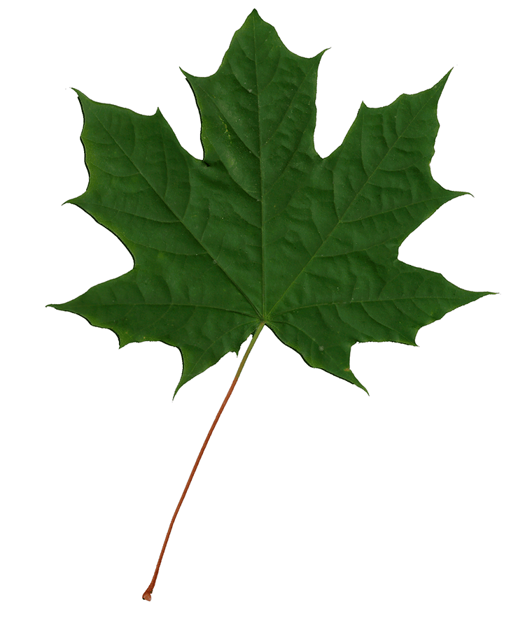 Sycamore Tree - Mammoth Memory - remember meaning