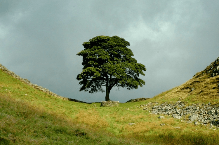 Sycamore Tree - Mammoth Memory - remember meaning