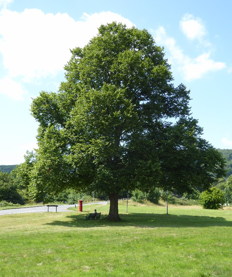 Sycamore Tree - Mammoth Memory - remember meaning