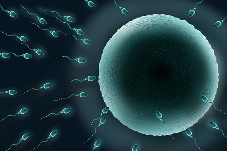 Haploid cells are the product of meiosis 23 chromosomes