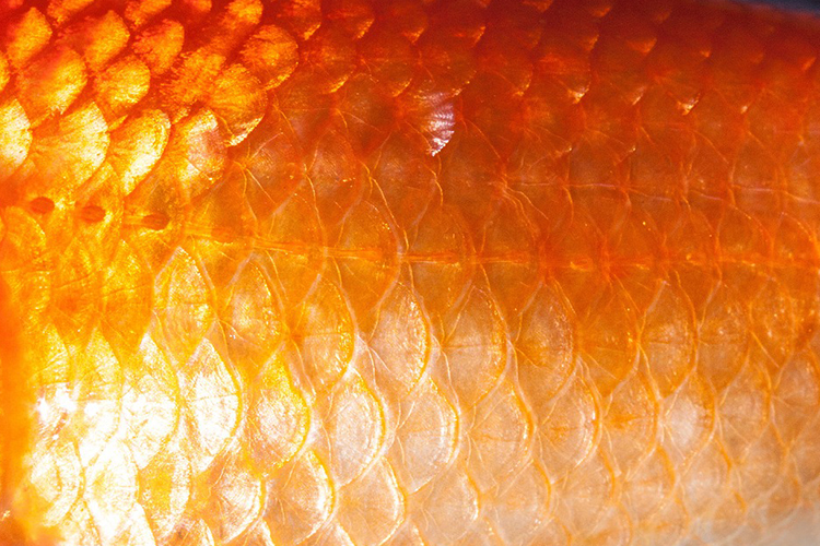 Mammoth Biology Quiz