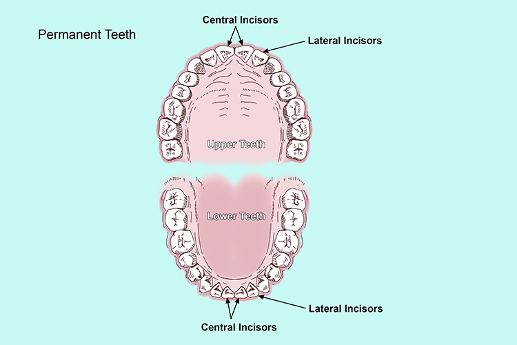 Incisors the first 8 teeth in the mouth 4 on top and bottom