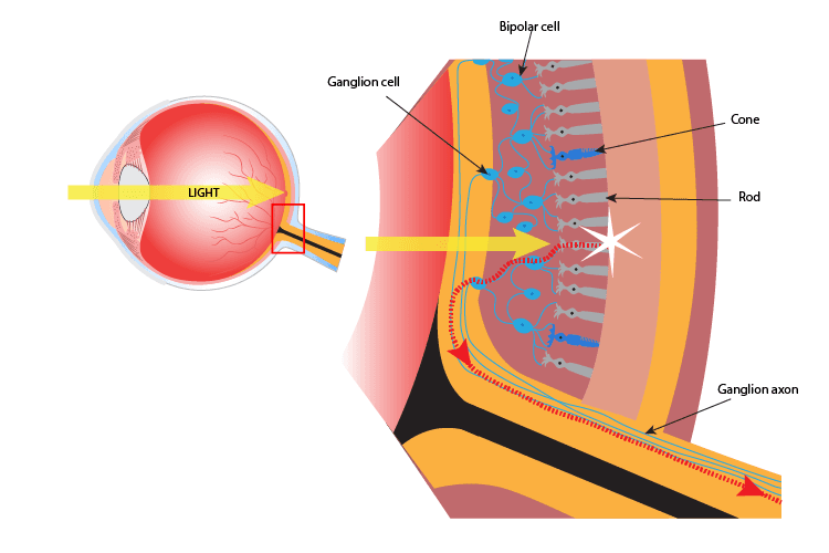 Rods and cones pass signals through bipolar ganglion cells