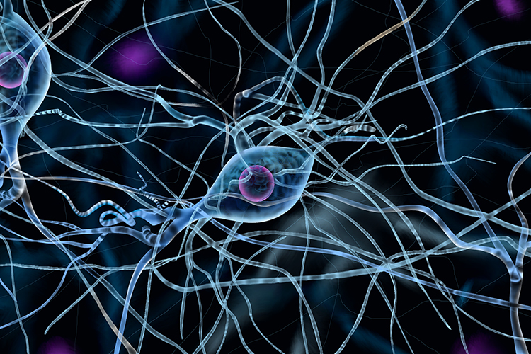 Motor neurones, sensory neurones and relay neurones